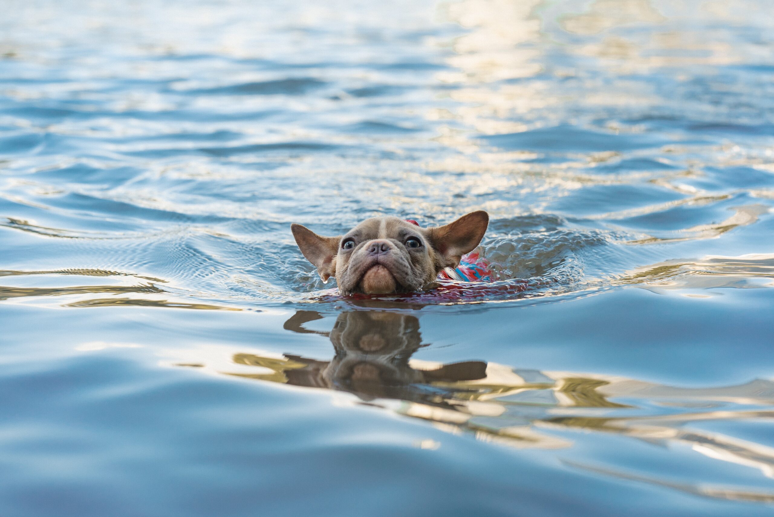 Five Tips for Safe Swimming With Your Pet - Pressly Animal Hospital